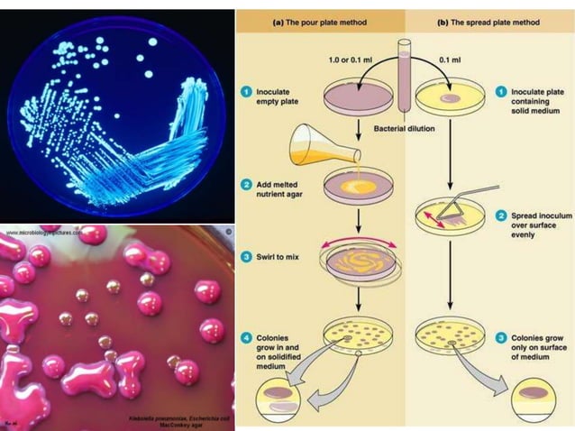 Identification Of Micro Organisms Ppt