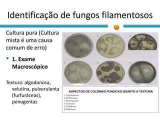 Identificação convencional de fungos filamentosos1 | PPTX
