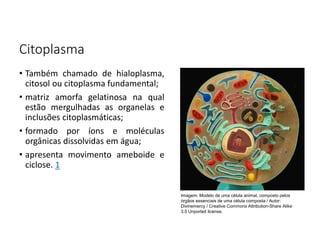 Identificação das organelas e suas funções..ppt