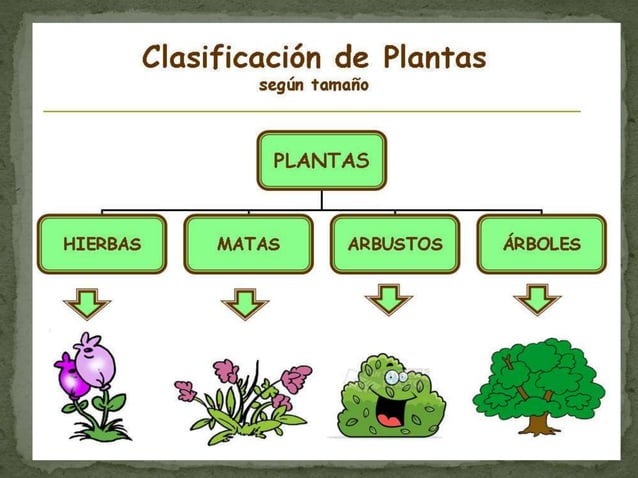 Identificar las-partes-de-las-plantas ppt | PPT