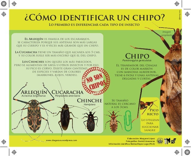 Identificar chipo (2010)