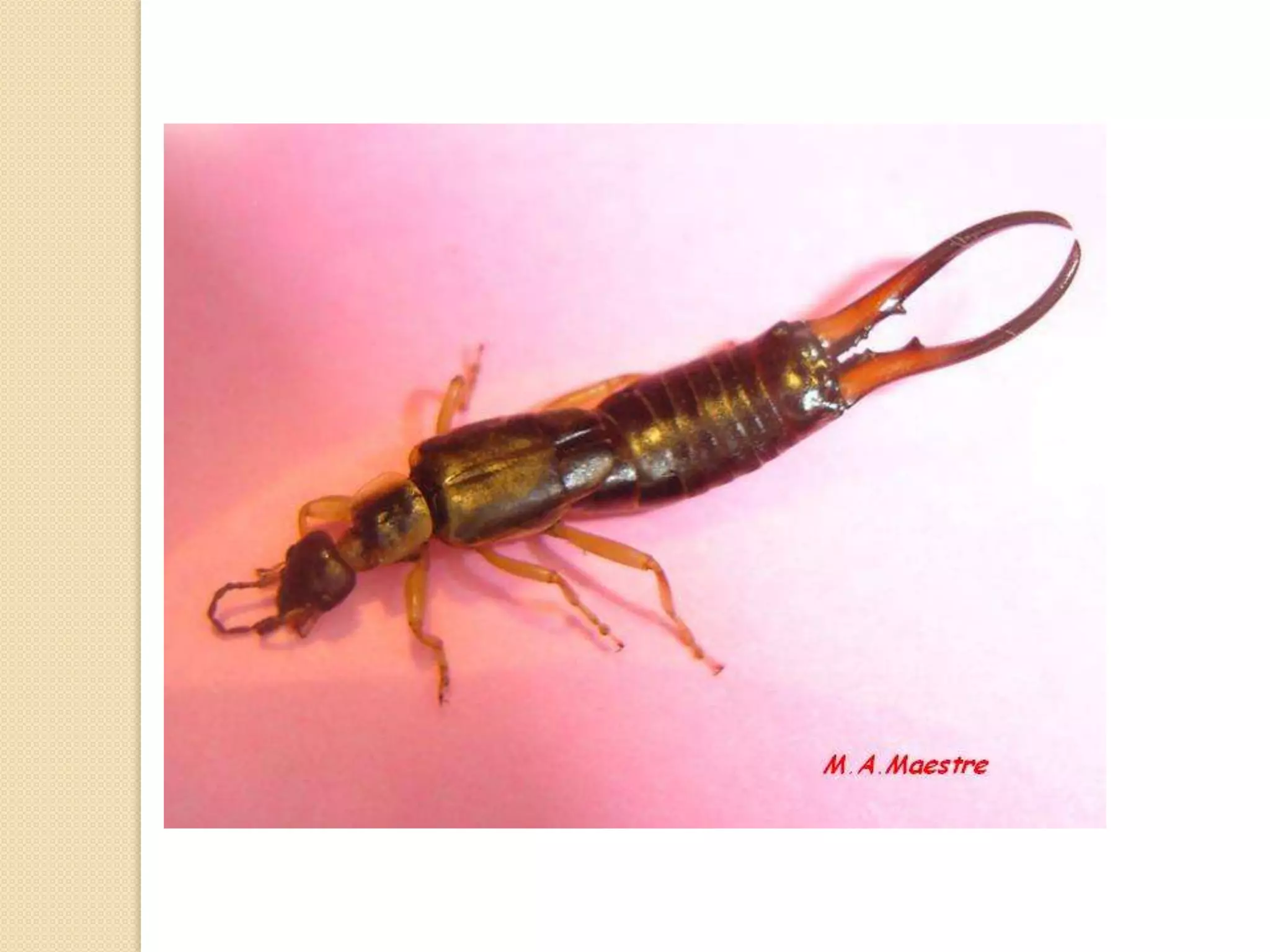 Identificar insectos | PPTX