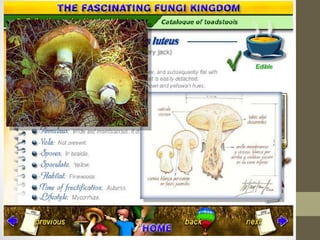 IDENTIFICAR SETAS Y HONGOS OB | PPT