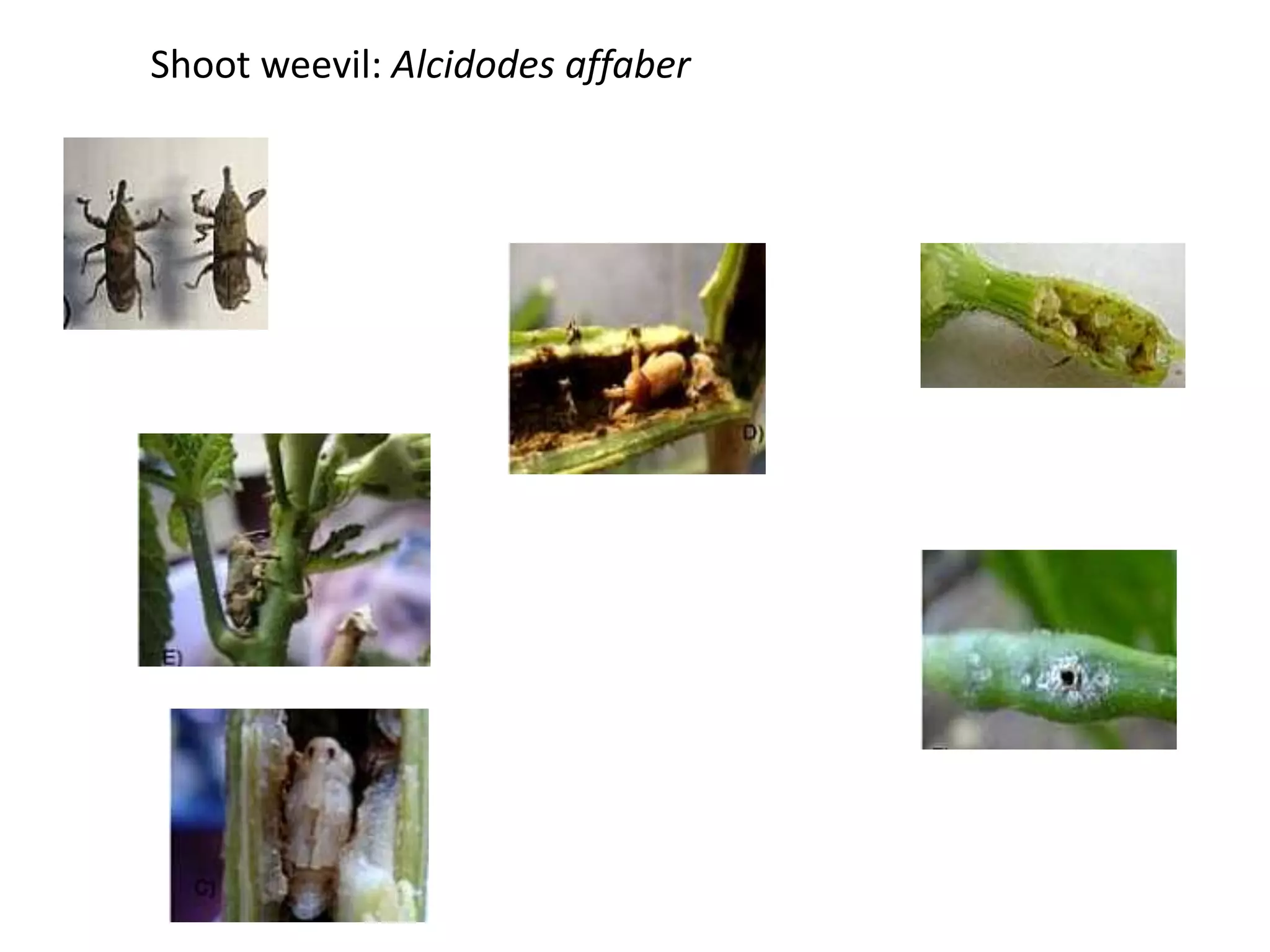 Identification of important pest of vegetable crops | PPTX