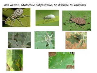 Identification of important pest of vegetable crops | PPTX