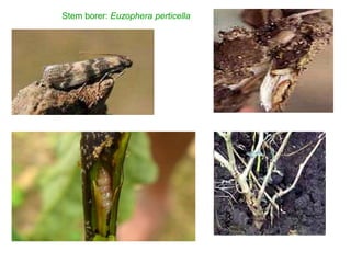 Identification of important pest of vegetable crops | PPTX