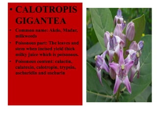 Identification test for animal and plant poison | PPTX