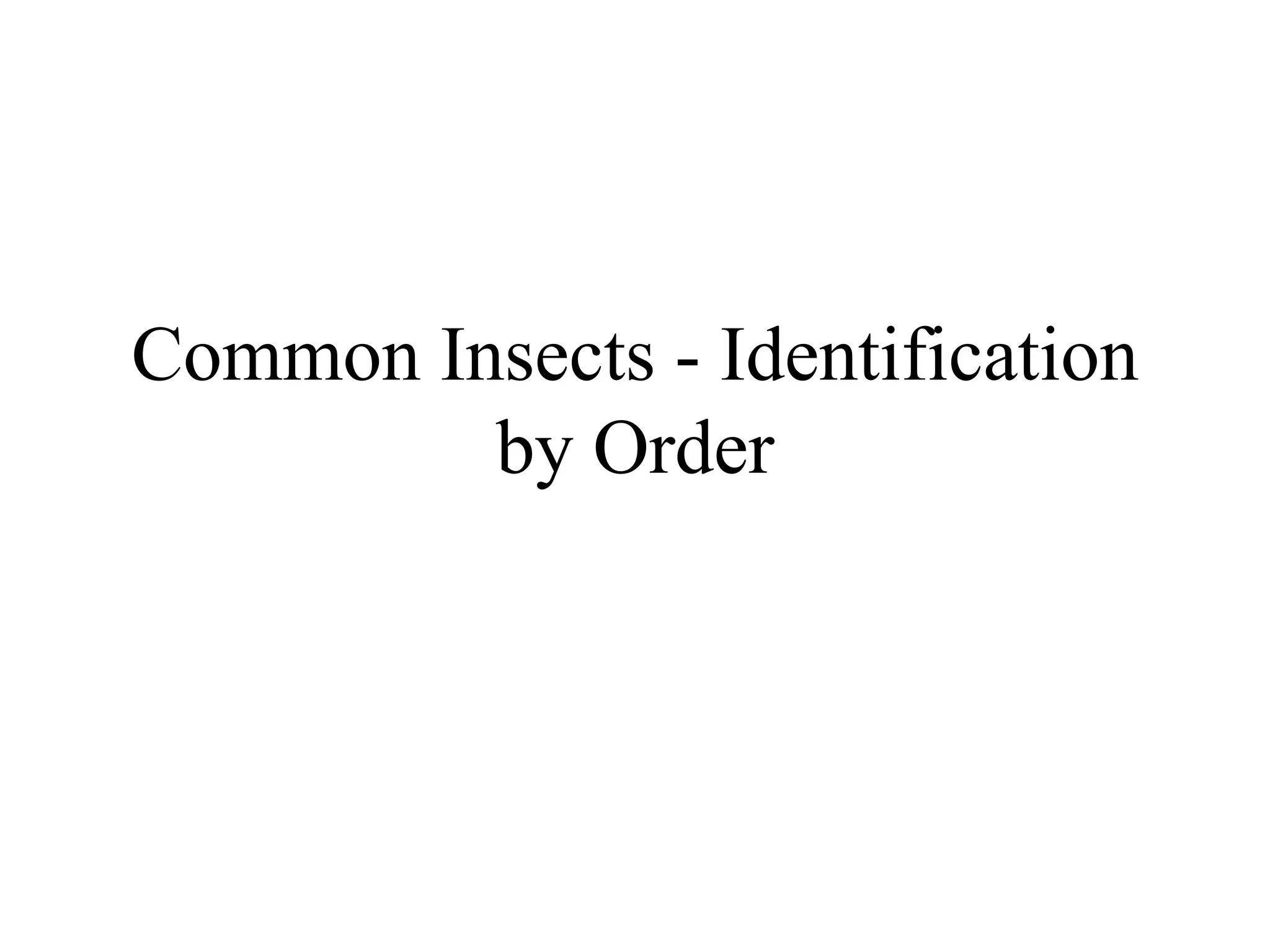 Identification - Common Insects.ppt