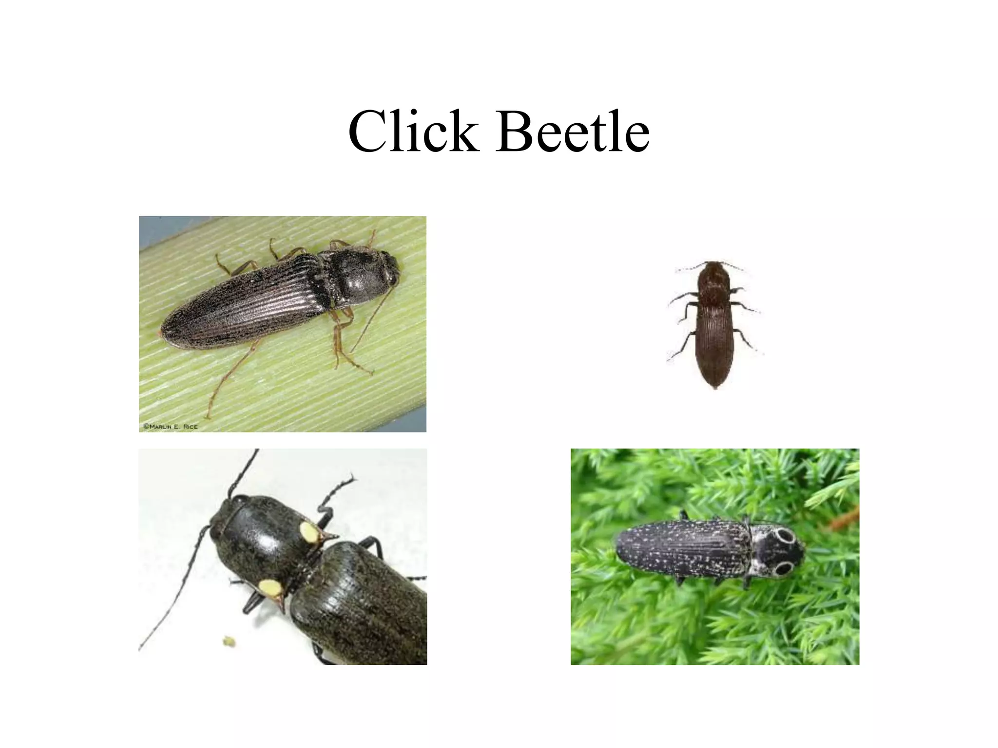 Identification - Common Insects.ppt