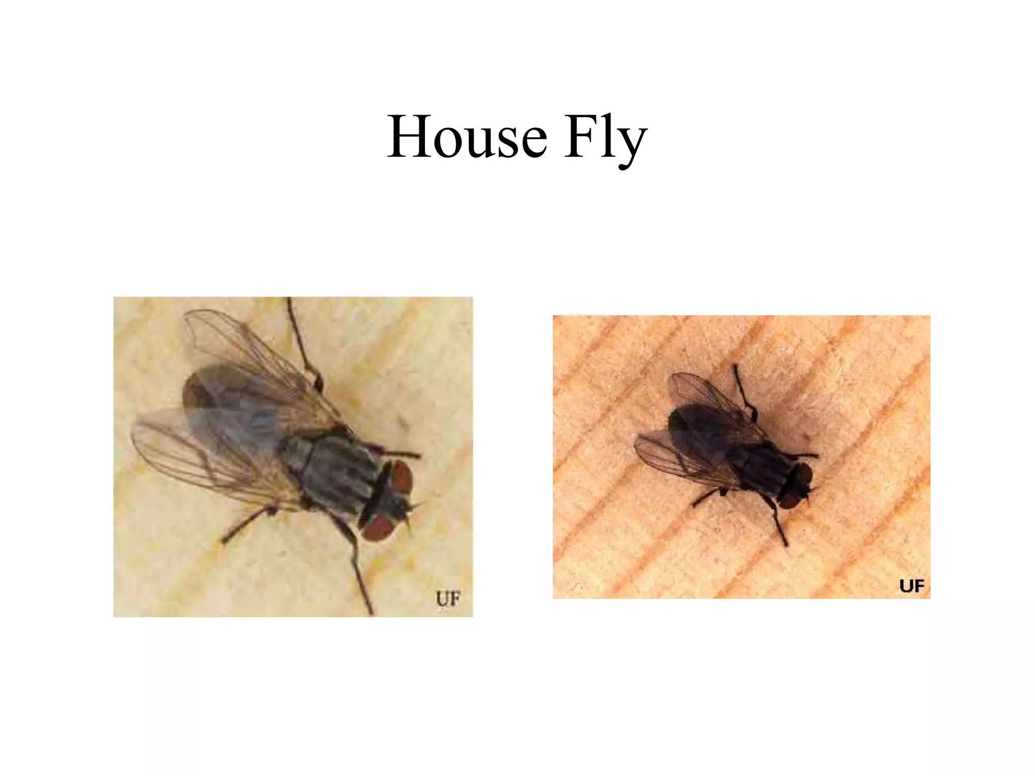 Identification - Common Insects.ppt