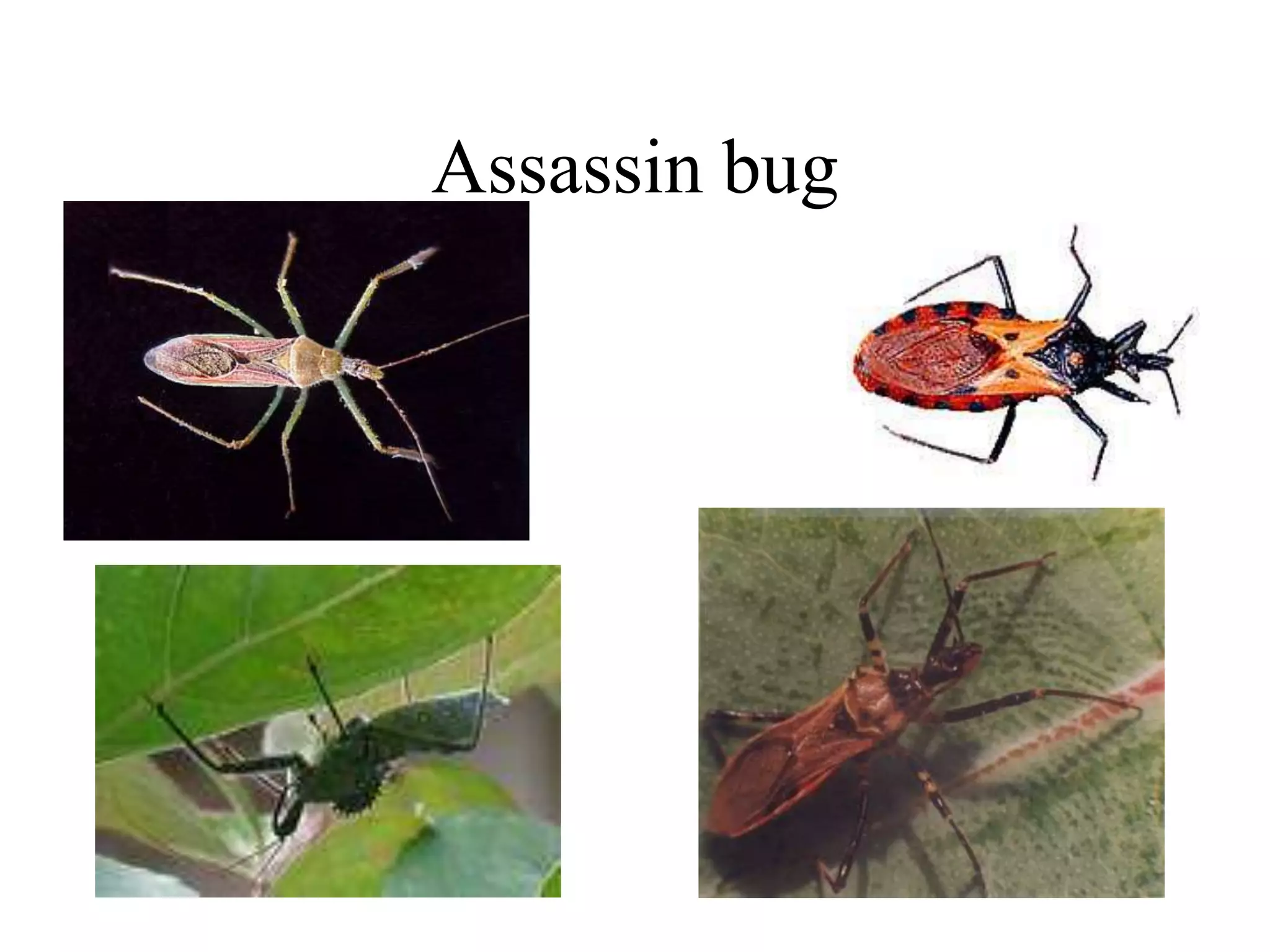 Identification - Common Insects.ppt