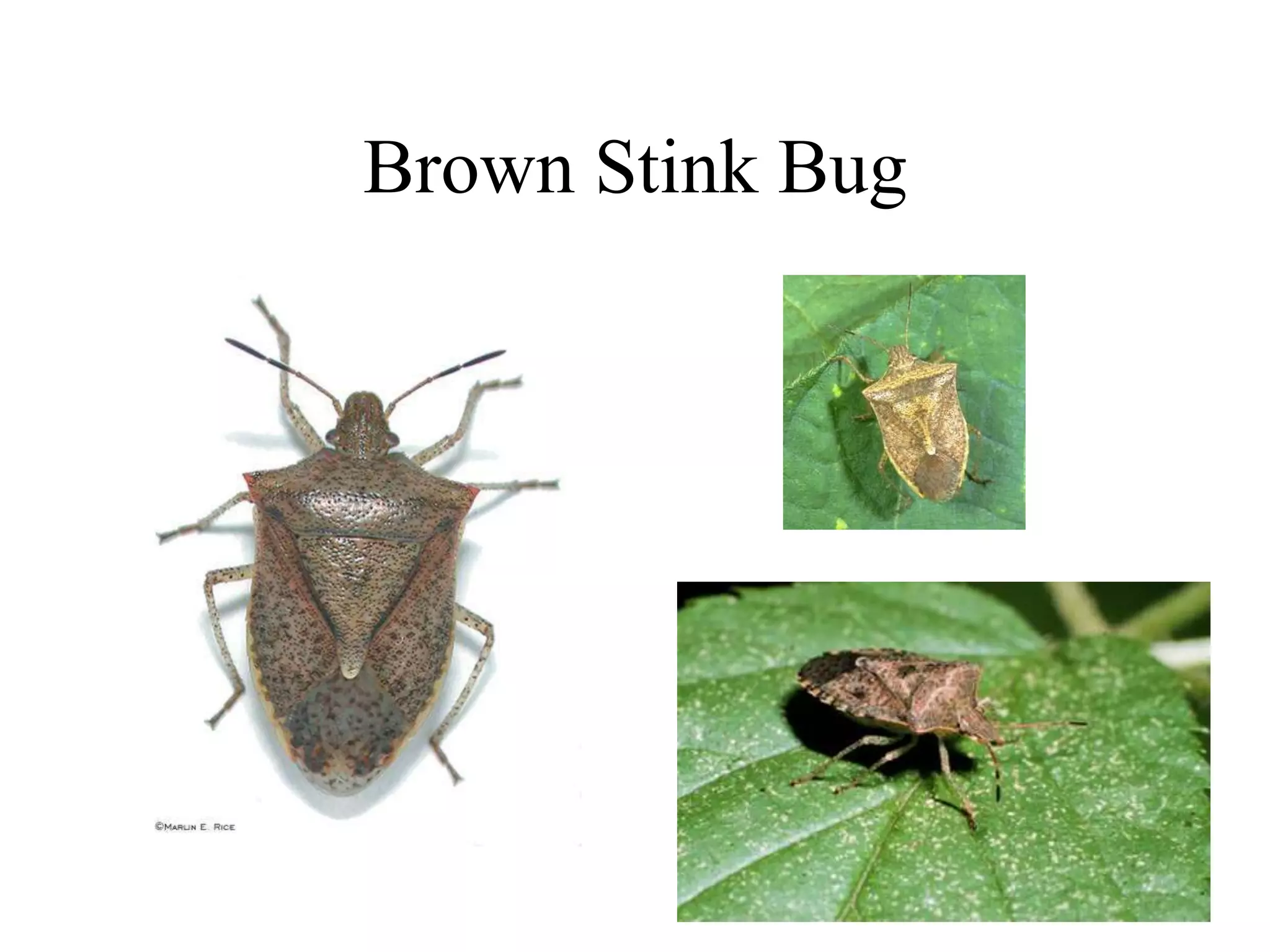 Identification - Common Insects.ppt