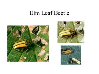 Identification - Common Insects.ppt