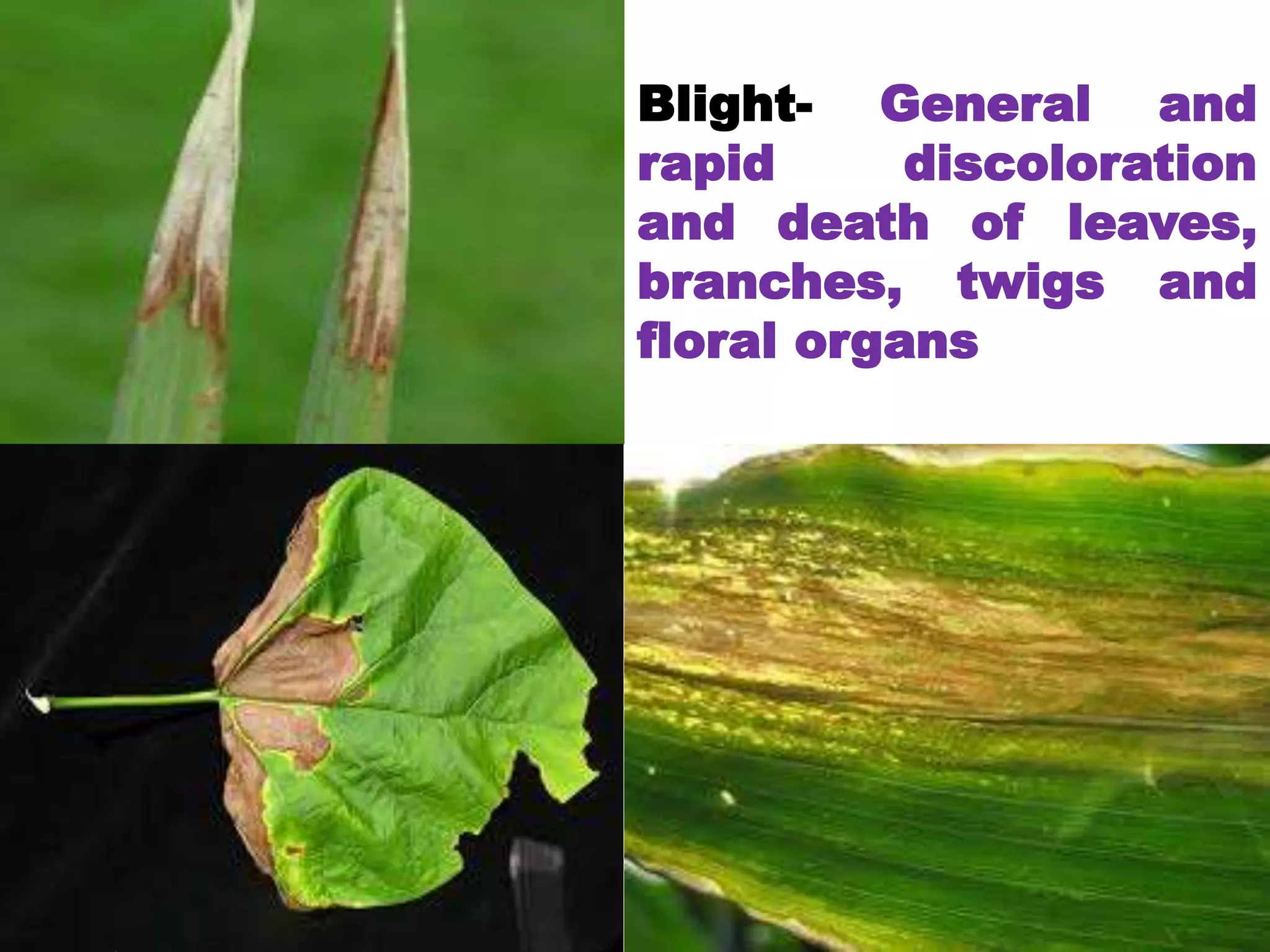 The most common symptoms of plant diseases | PPTX