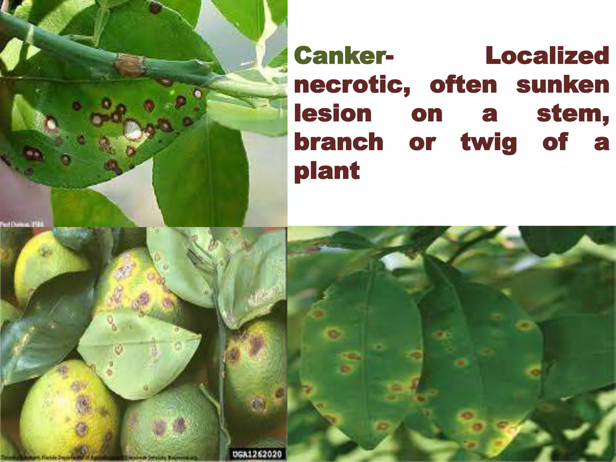 The most common symptoms of plant diseases | PPTX