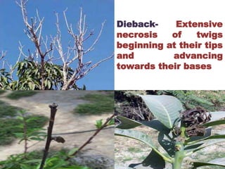 The most common symptoms of plant diseases | PPTX