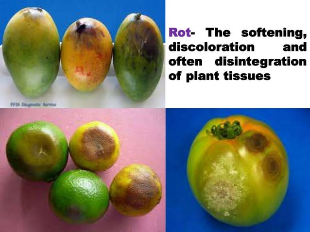 The most common symptoms of plant diseases | PPT