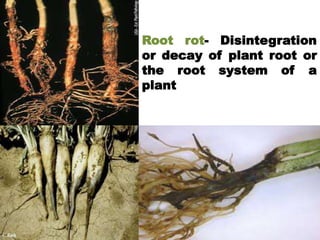 The most common symptoms of plant diseases | PPTX