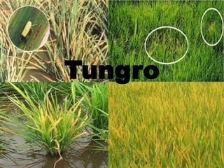 The most common symptoms of plant diseases | PPTX