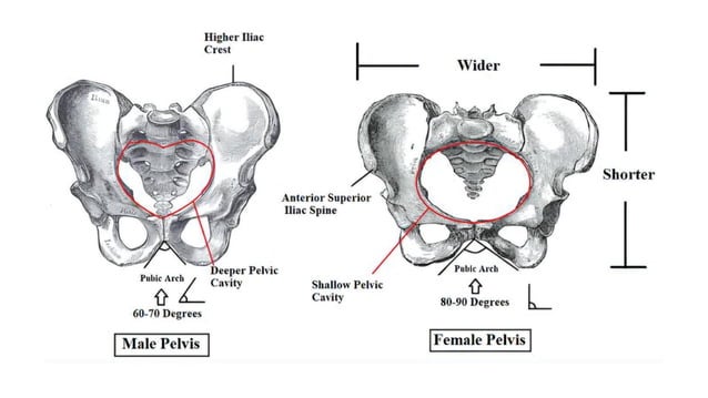 Sex Determination From Mandible Pelvis And Skull Pdf