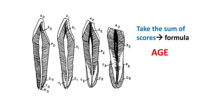 Identification - Age estimation | PPTX