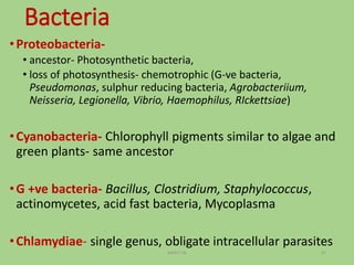 Identification and classificatin of prokaryotes class | PPT
