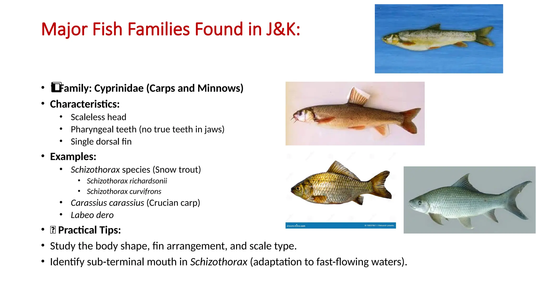 Identification_and_Classification_of_Fish_Fauna_of_Jammu_&_Kashmir[1].pptx