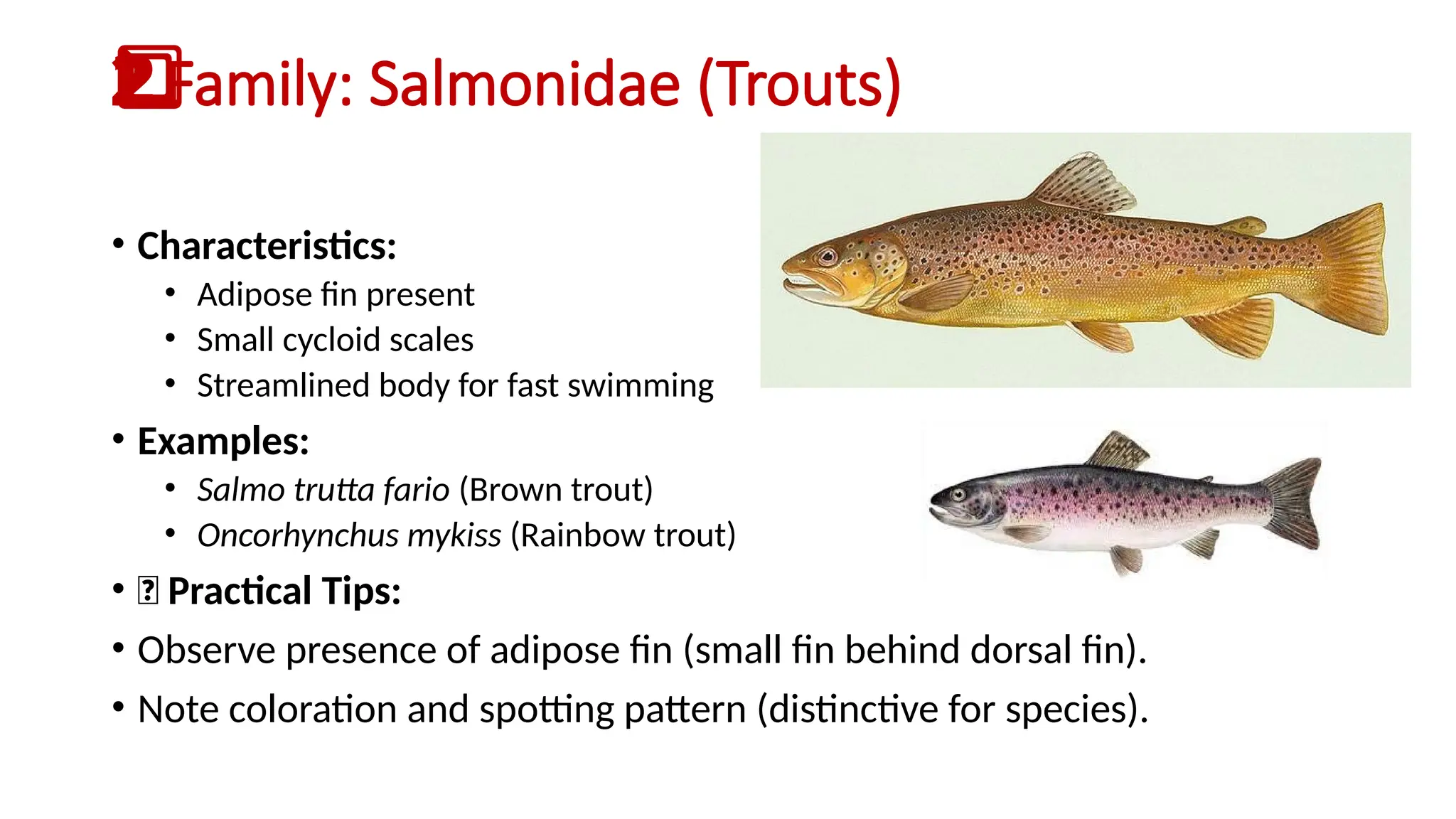 Identification_and_Classification_of_Fish_Fauna_of_Jammu_&_Kashmir[1].pptx