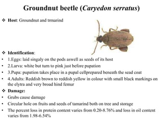Identification and damage to store grain by coleopteran pests and its ...