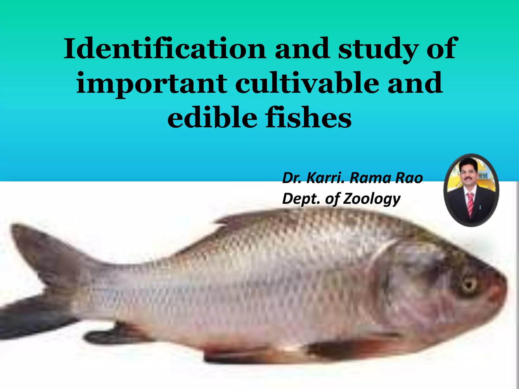 Identification and study of important cultivable Fishes | PPTX
