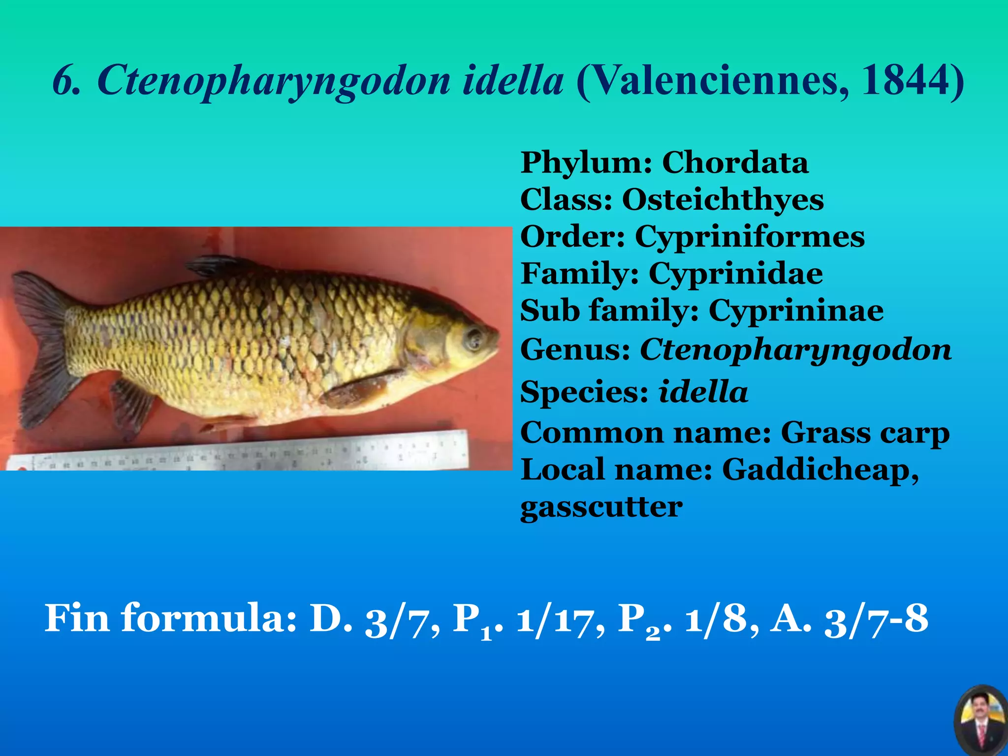 Identification and study of important cultivable Fishes | PPTX