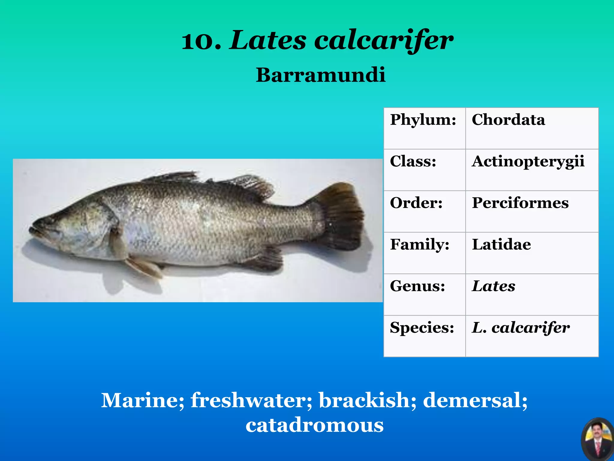 Identification and study of important cultivable Fishes | PPTX