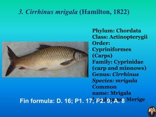 Identification and study of important cultivable Fishes | PPTX