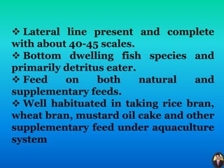 Identification and study of important cultivable Fishes | PPTX