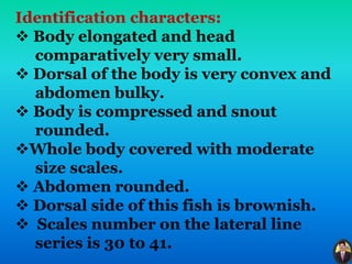 Identification and study of important cultivable Fishes | PPTX