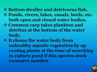 Identification and study of important cultivable Fishes | PPTX