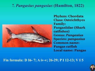 Identification and study of important cultivable Fishes | PPTX