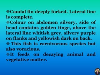 Identification and study of important cultivable Fishes | PPTX