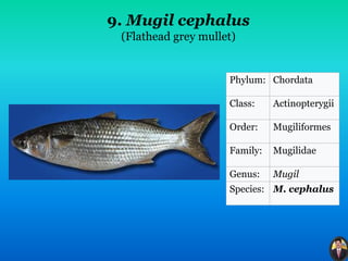 Identification and study of important cultivable Fishes | PPTX