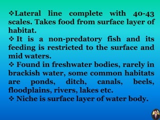 Identification and study of important cultivable Fishes | PPTX
