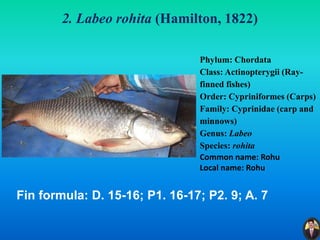 Identification and study of important cultivable Fishes | PPTX