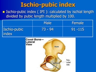 Identification from skeletal remains | PPT