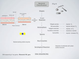 Identification methods for oral microbes | PDF