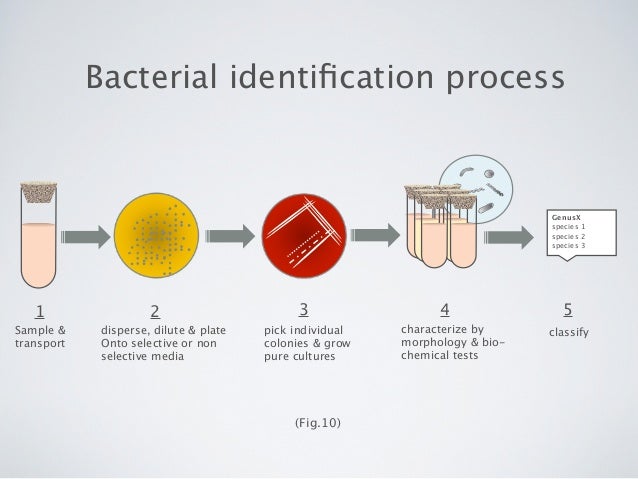 Identification methods for oral microbes
