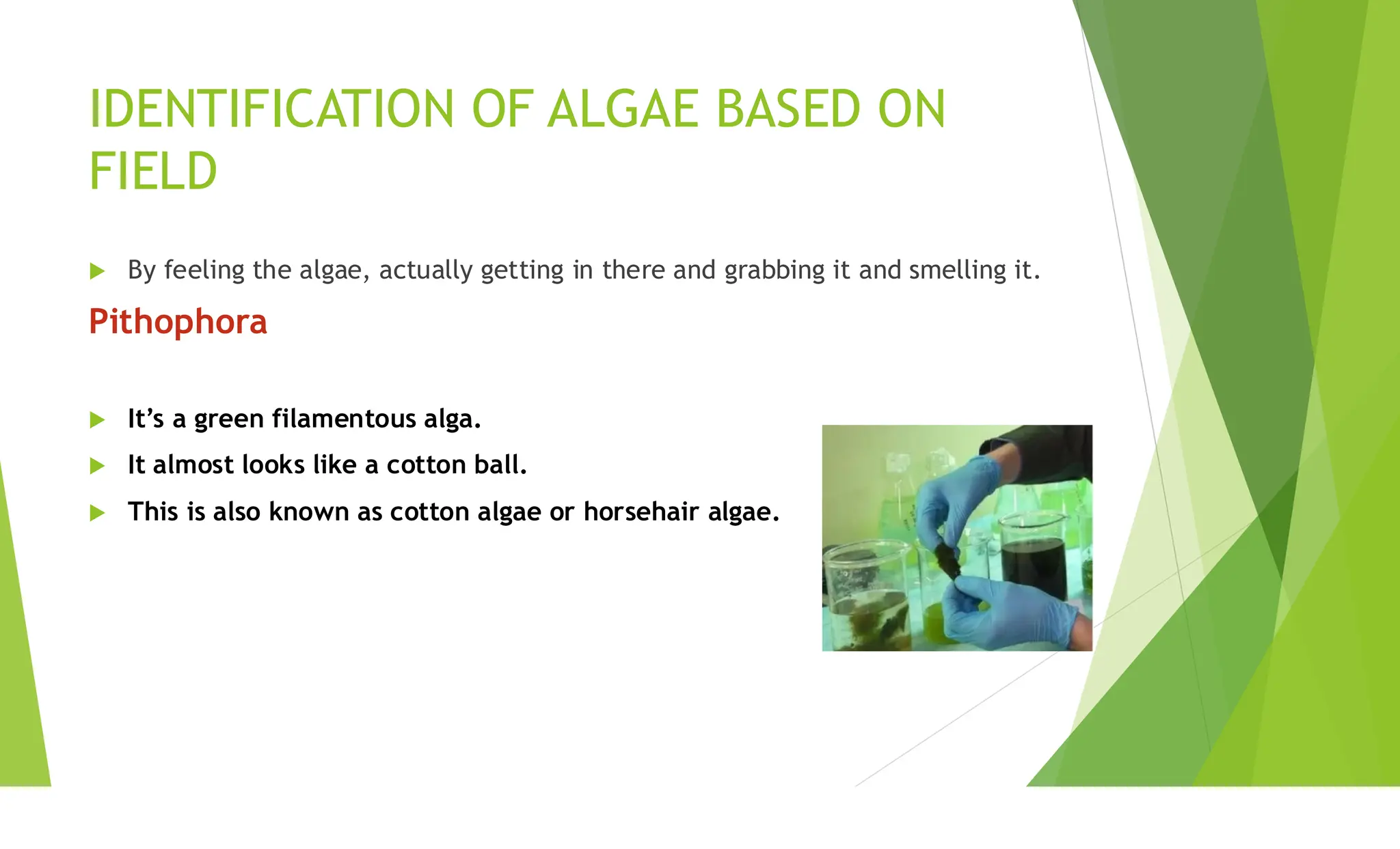 identification methods of algae .Microalgal technology | PDF