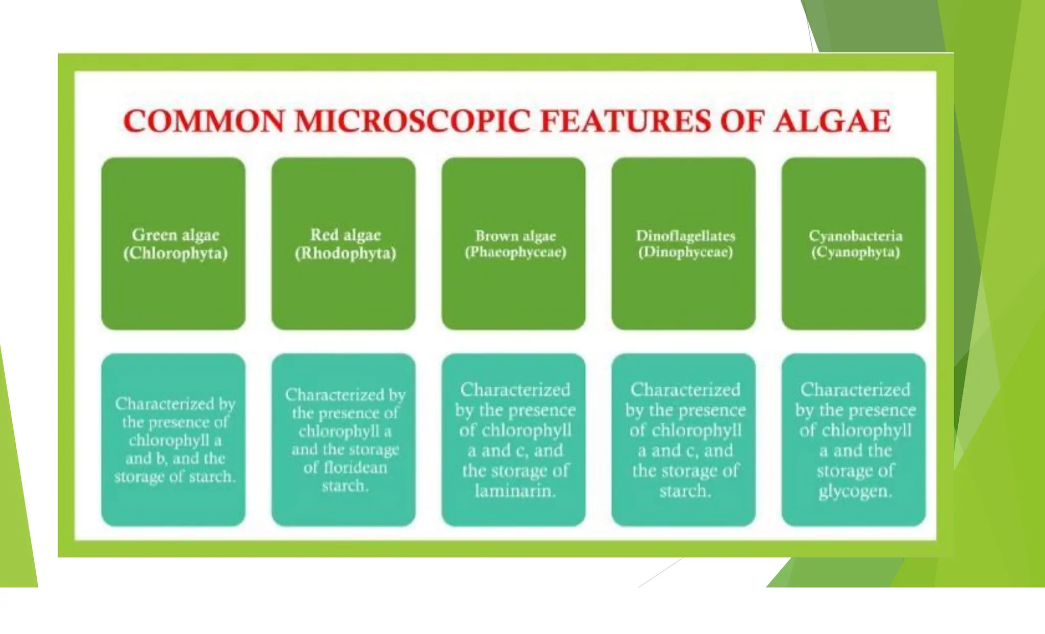 identification methods of algae .Microalgal technology | PDF