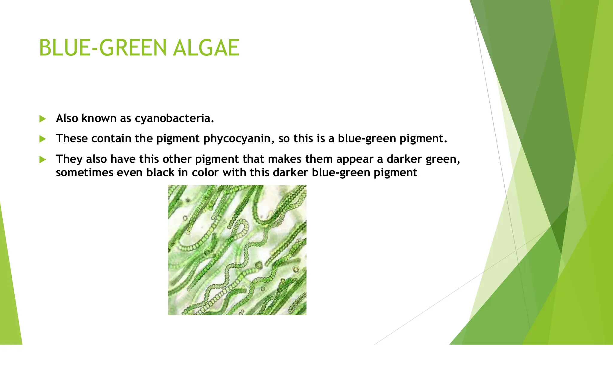 identification methods of algae .Microalgal technology | PDF