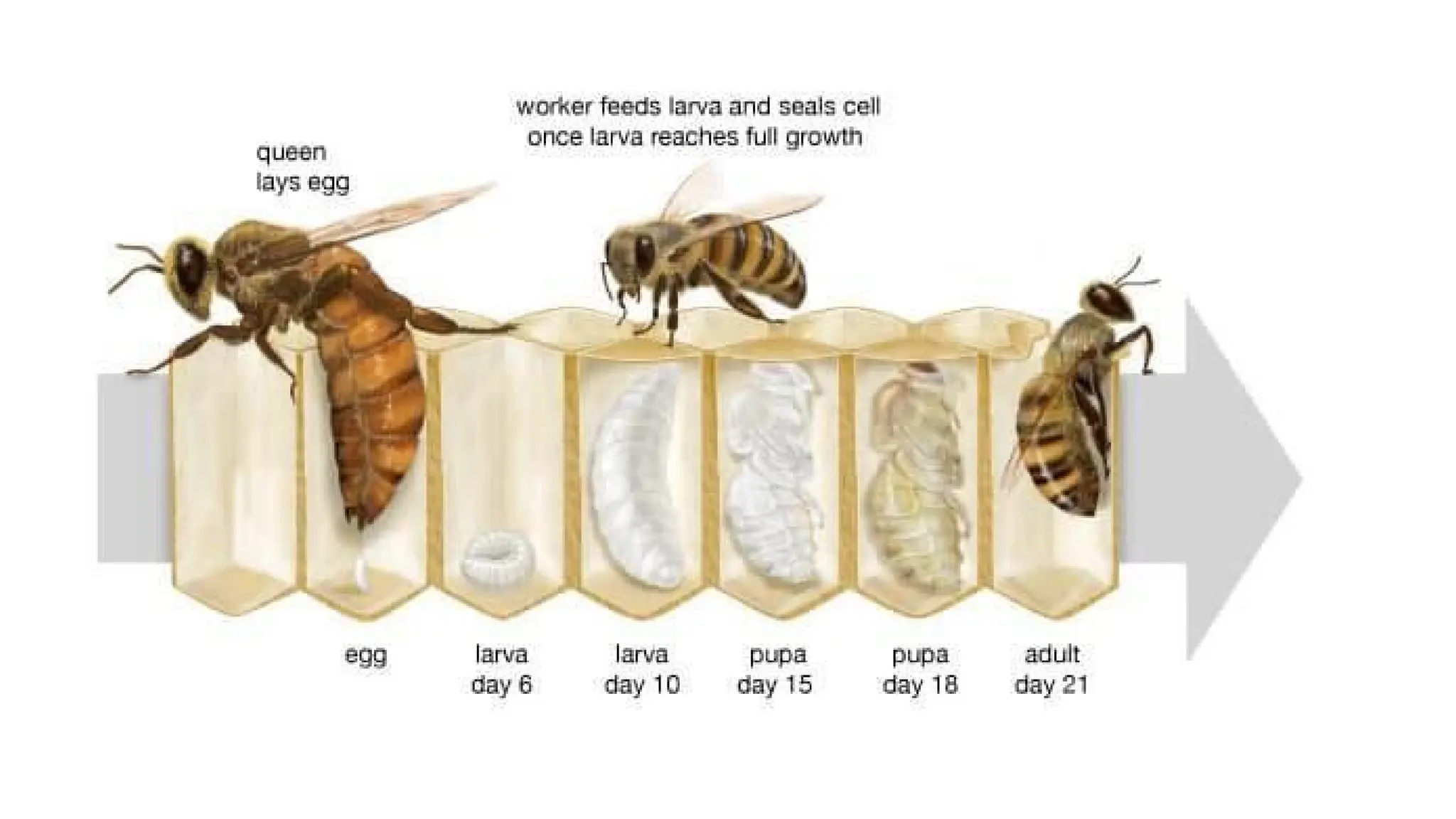 Identification, Morphology And Structural Adaptation In Honeybees.pptx