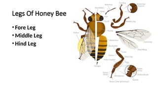 Identification, Morphology And Structural Adaptation In Honeybees.pptx