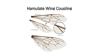 Identification, Morphology And Structural Adaptation In Honeybees.pptx